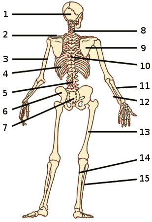 Free Anatomy Quiz - The Bones of the Skeleton, Back View, Quiz 1